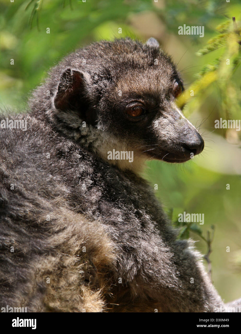 Eulemur cinereiceps hi-res stock photography and images - Alamy