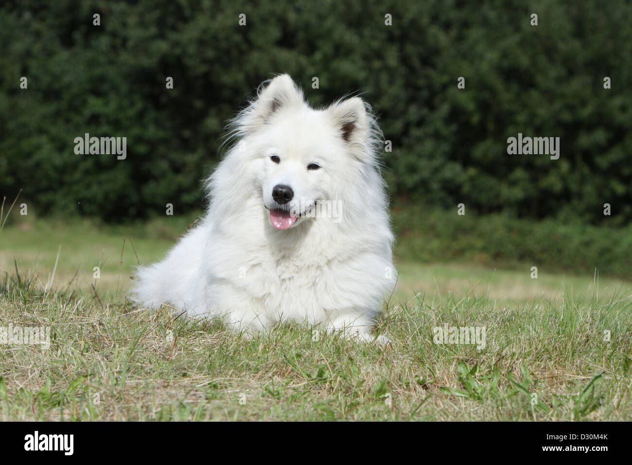 Samoyed dog lying down hi-res stock photography and images - Alamy