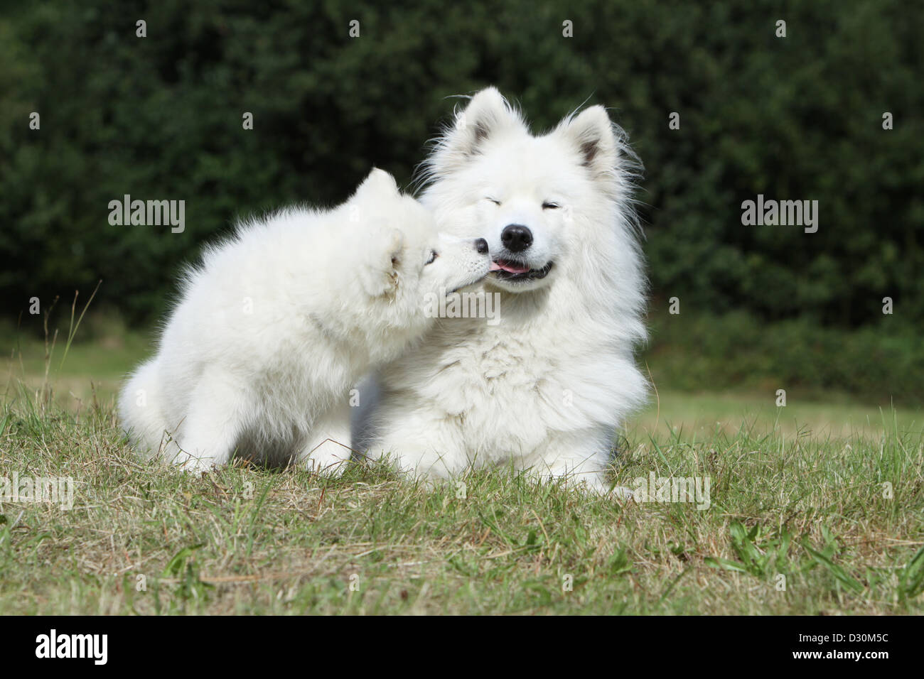 Dog Samoyed / Samojede adult and puppy in a meadow kisses Stock Photo ...