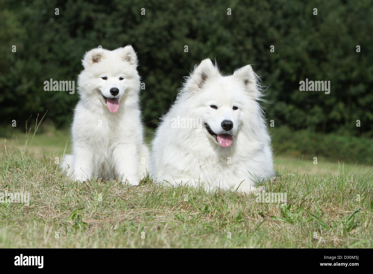 Adult Samoyed Dog