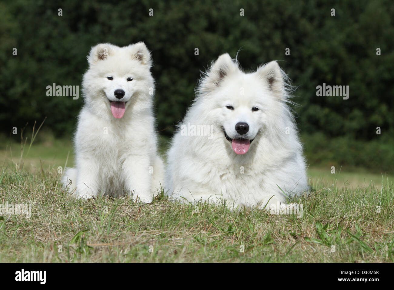 Dog Samoyed / Samojede adult and puppy in a meadow Stock Photo - Alamy