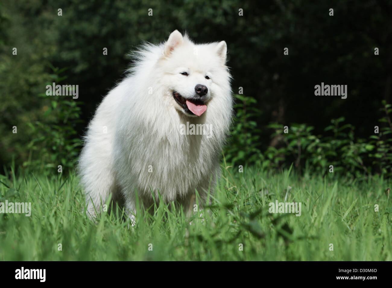 Samojeed hi-res stock photography and images - Alamy