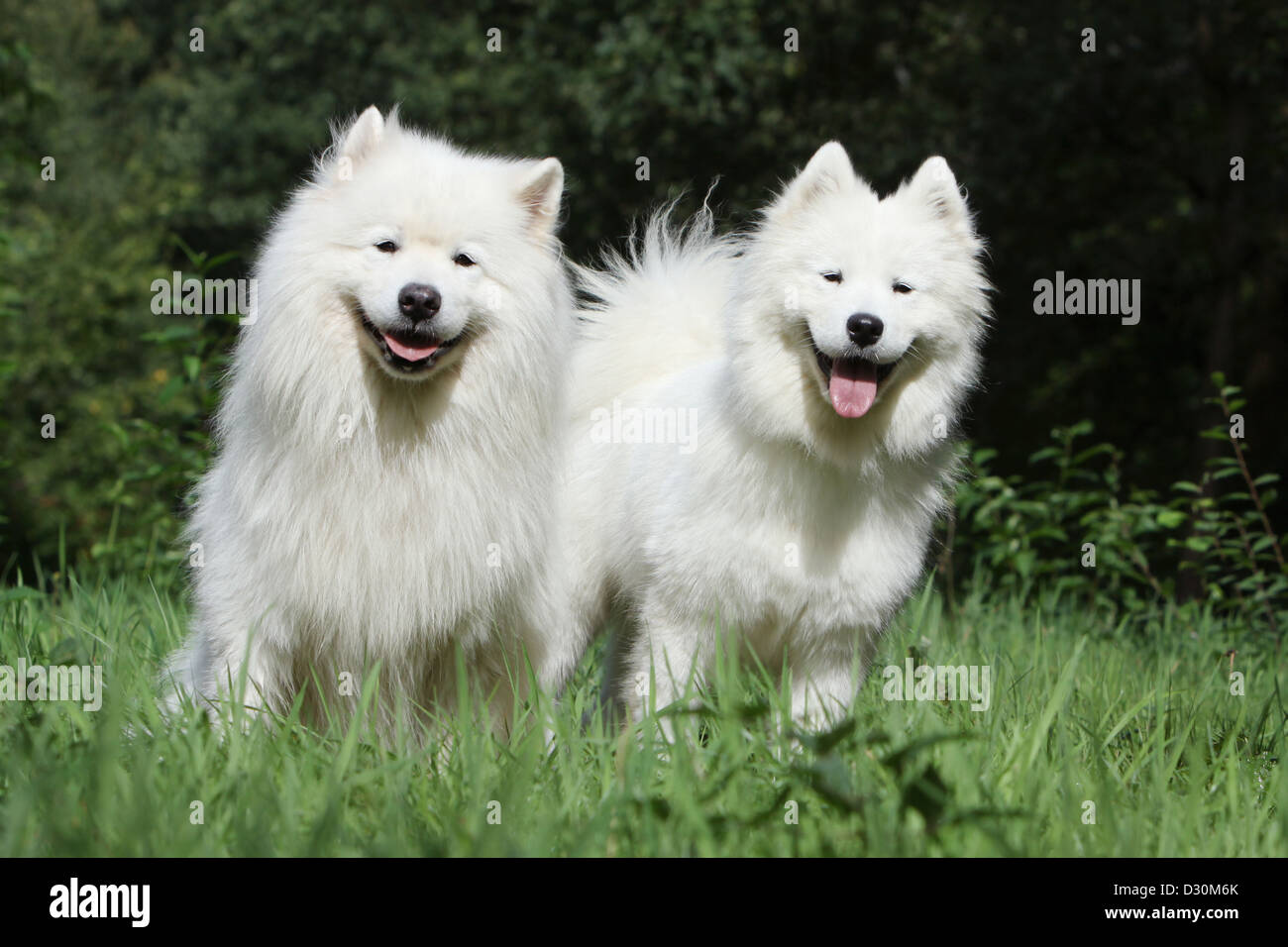 Dog Samoyed / Samojede two adults in a meadow Stock Photo - Alamy