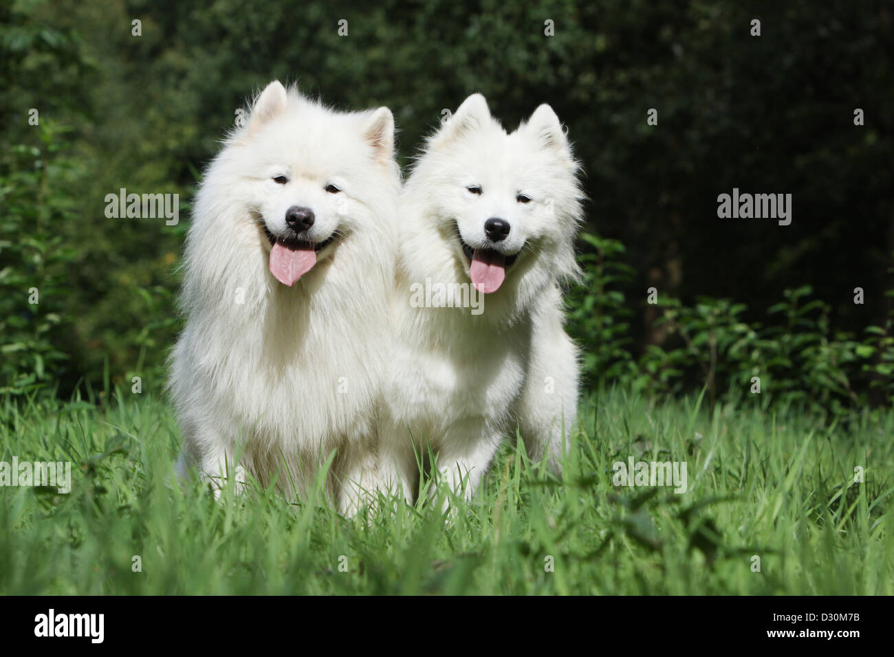 Samojede animals hi-res stock photography and images - Alamy