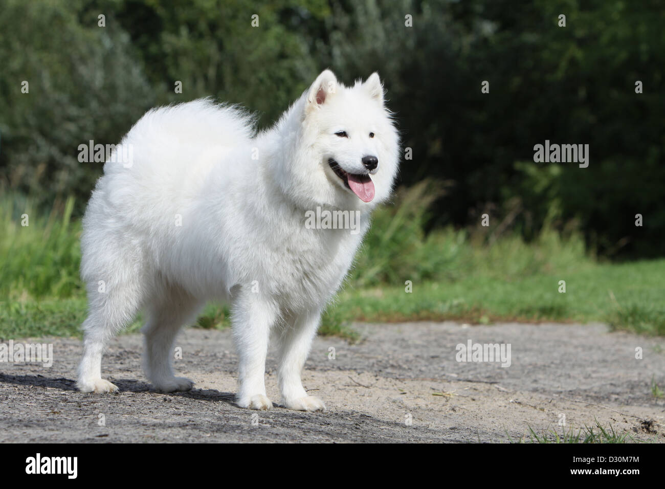 Dog Samoyed / Samojede adult standing on the ground Stock Photo - Alamy
