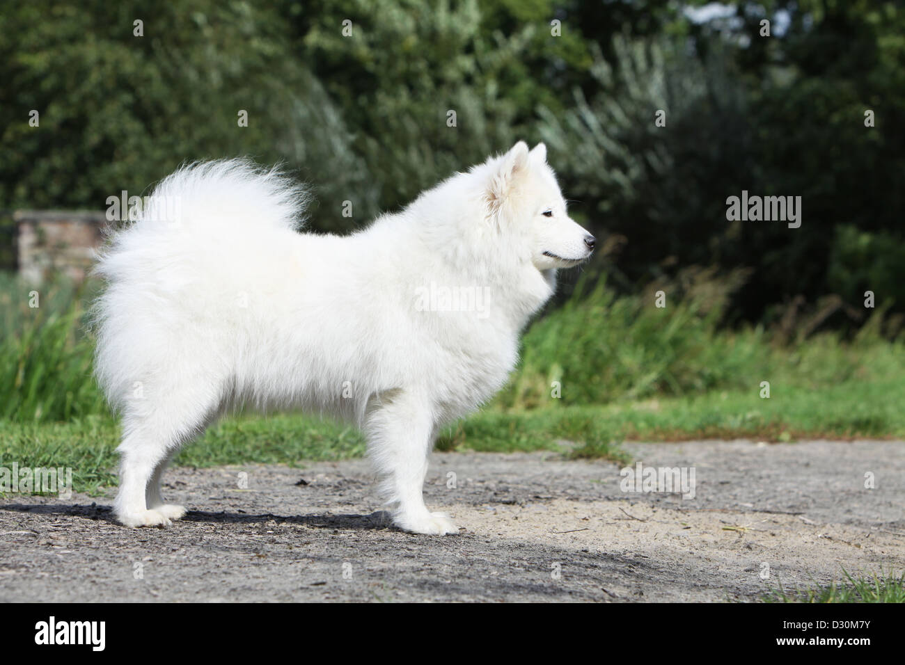 Dog Samoyed / Samojede adult standard profile Stock Photo - Alamy