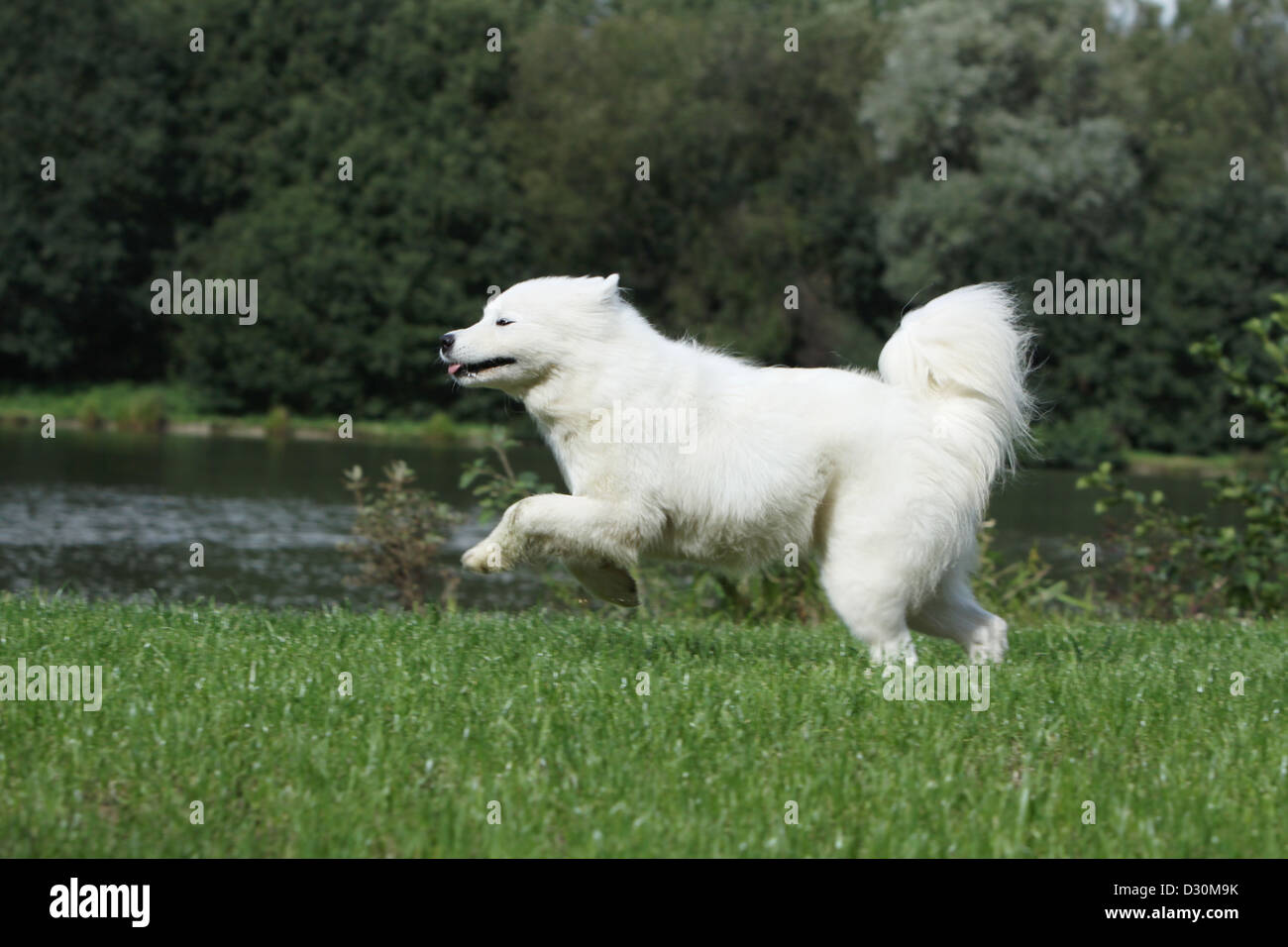Dog Samoyed / Samojede adult running in a park Stock Photo - Alamy
