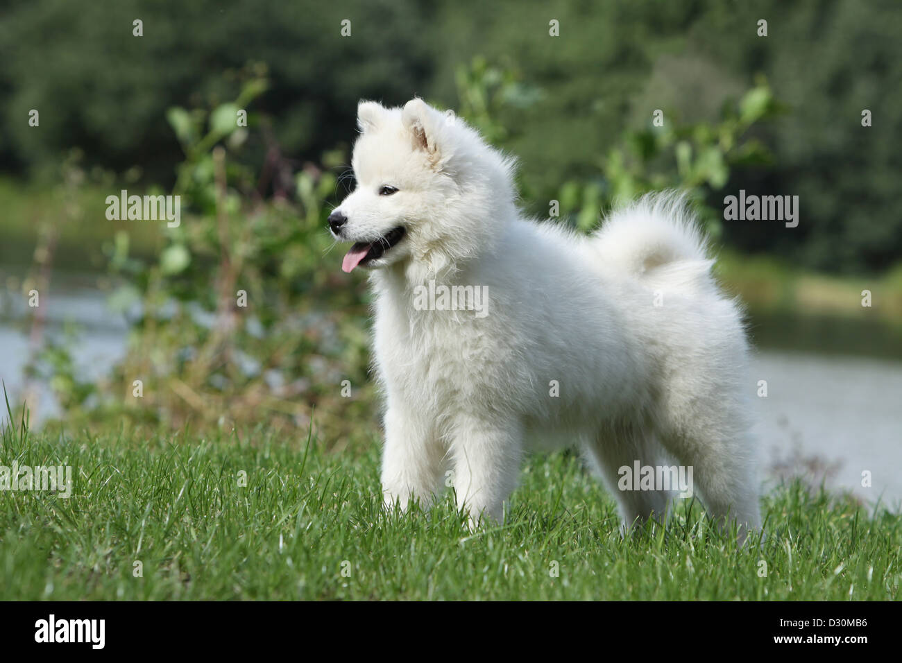 Dog Samoyed / Samojede puppy standing in a park Stock Photo - Alamy