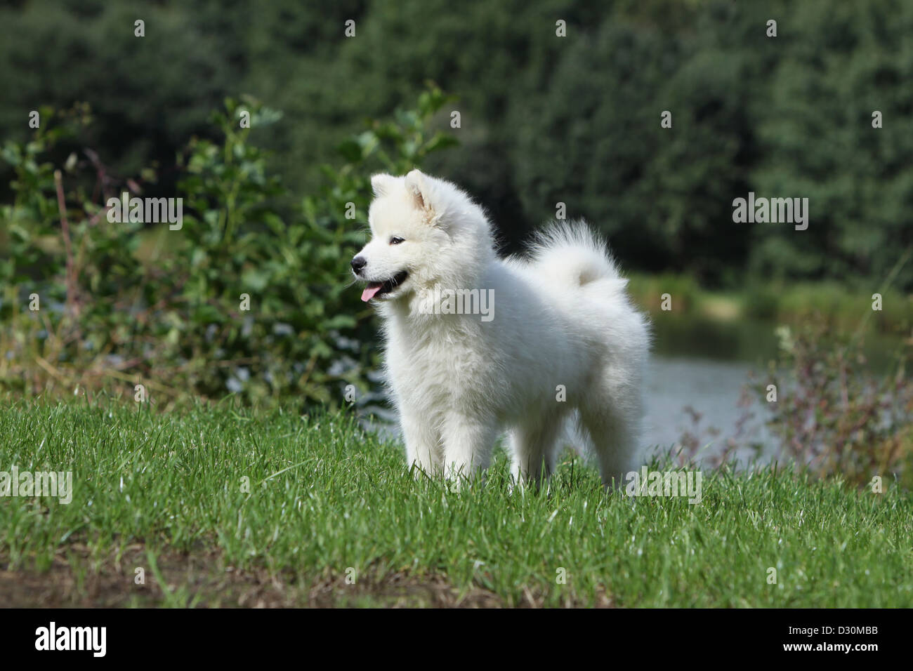Dog Samoyed / Samojede puppy standing in a park Stock Photo - Alamy
