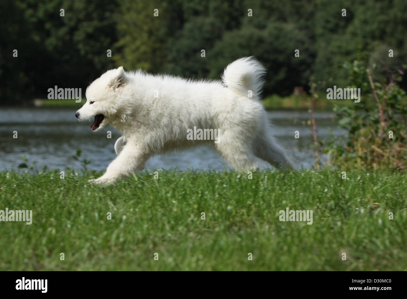 Dog Samoyed / Samojede puppy running in a park Stock Photo - Alamy