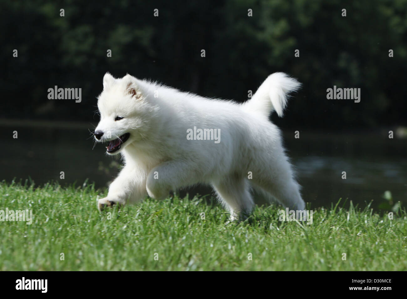 Dog Samoyed / Samojede puppy running in a park Stock Photo - Alamy