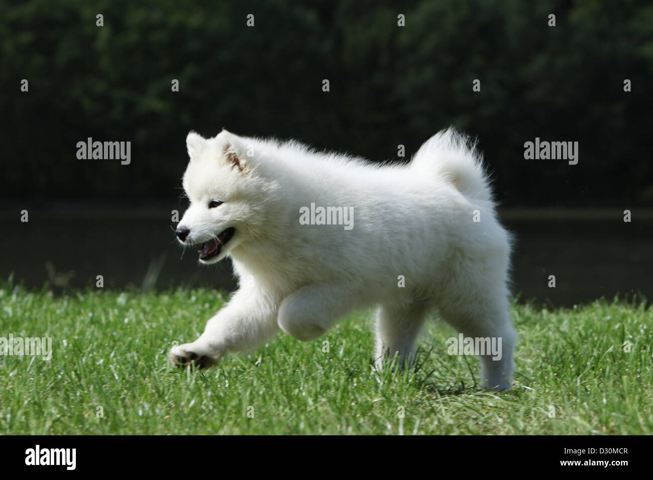 Dog Samoyed / Samojede puppy running in a park Stock Photo - Alamy
