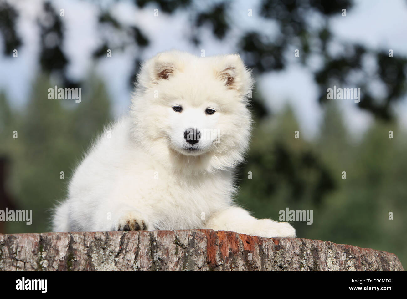 Dog Samoyed / Samojede puppy lying on a wood Stock Photo - Alamy