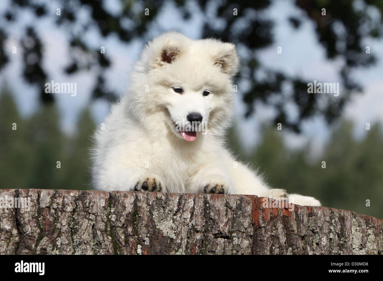 Dog Samoyed / Samojede puppy lying on a wood Stock Photo - Alamy