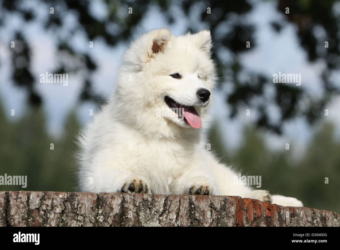 Dog Samoyed / Samojede puppy lying on a wood Stock Photo - Alamy