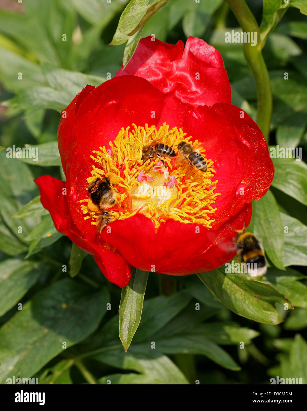 Peony, Paeonia peregrina, Paeoniaceae. Portugal and Spain, Europe Stock ...