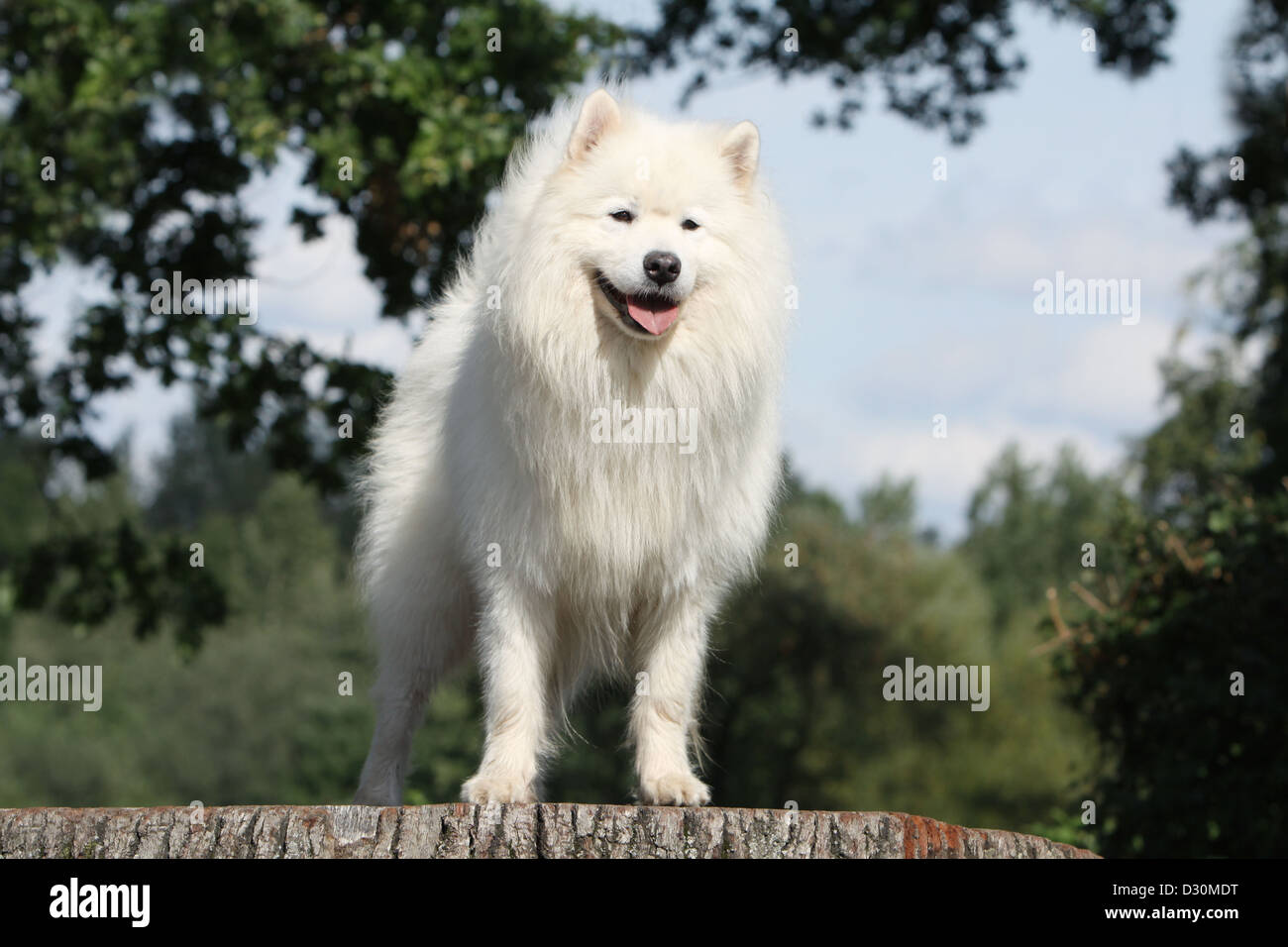 Dog Samoyed / Samojede adult standing on a wood Stock Photo - Alamy