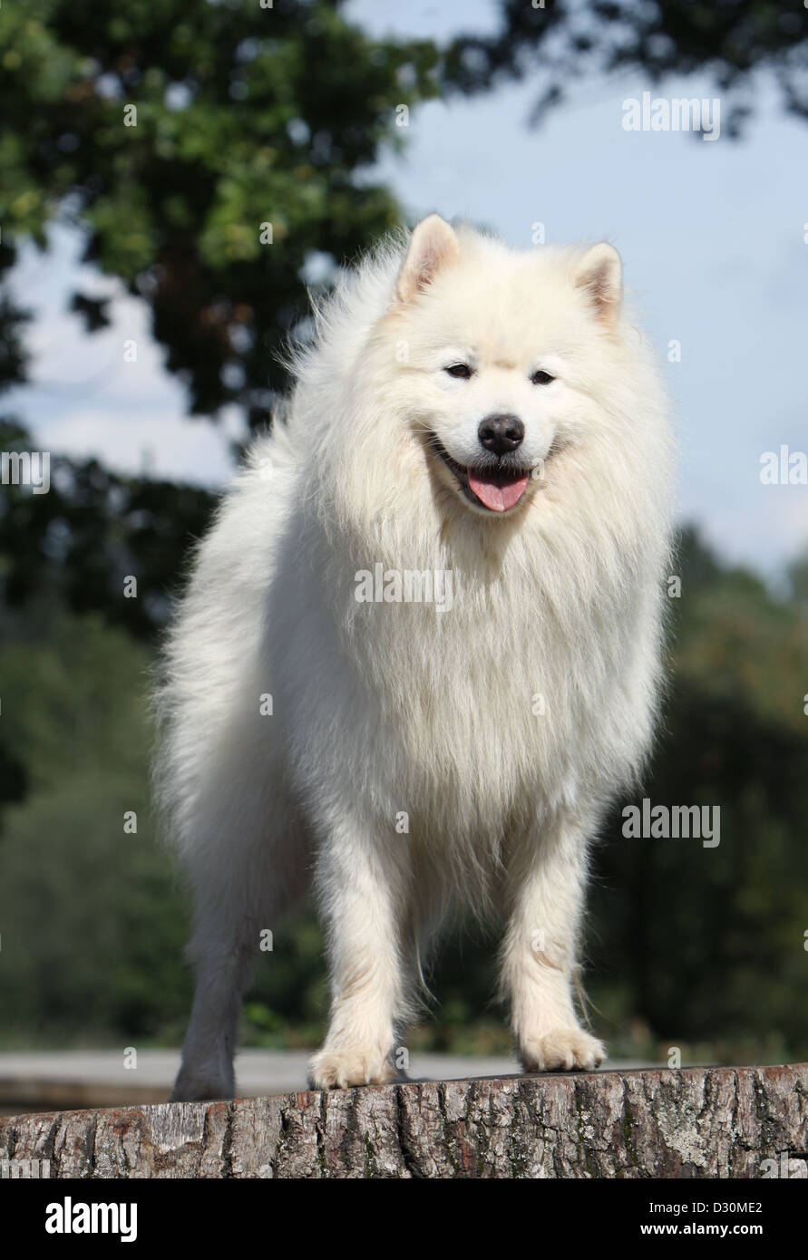 Dog Samoyed / Samojede adult standing on a wood Stock Photo - Alamy
