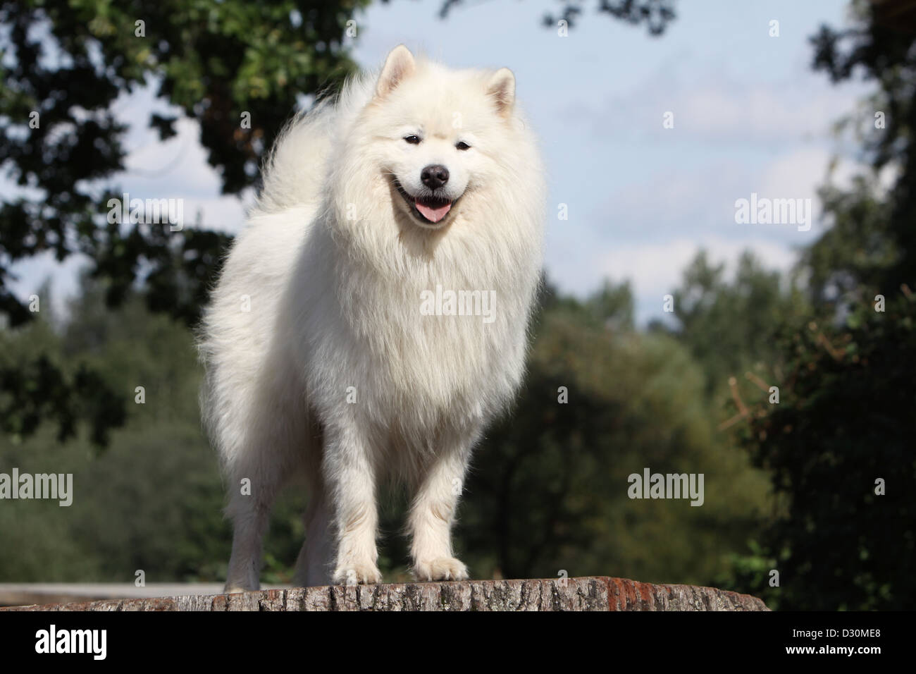 Dog Samoyed / Samojede adult standing on a wood Stock Photo - Alamy