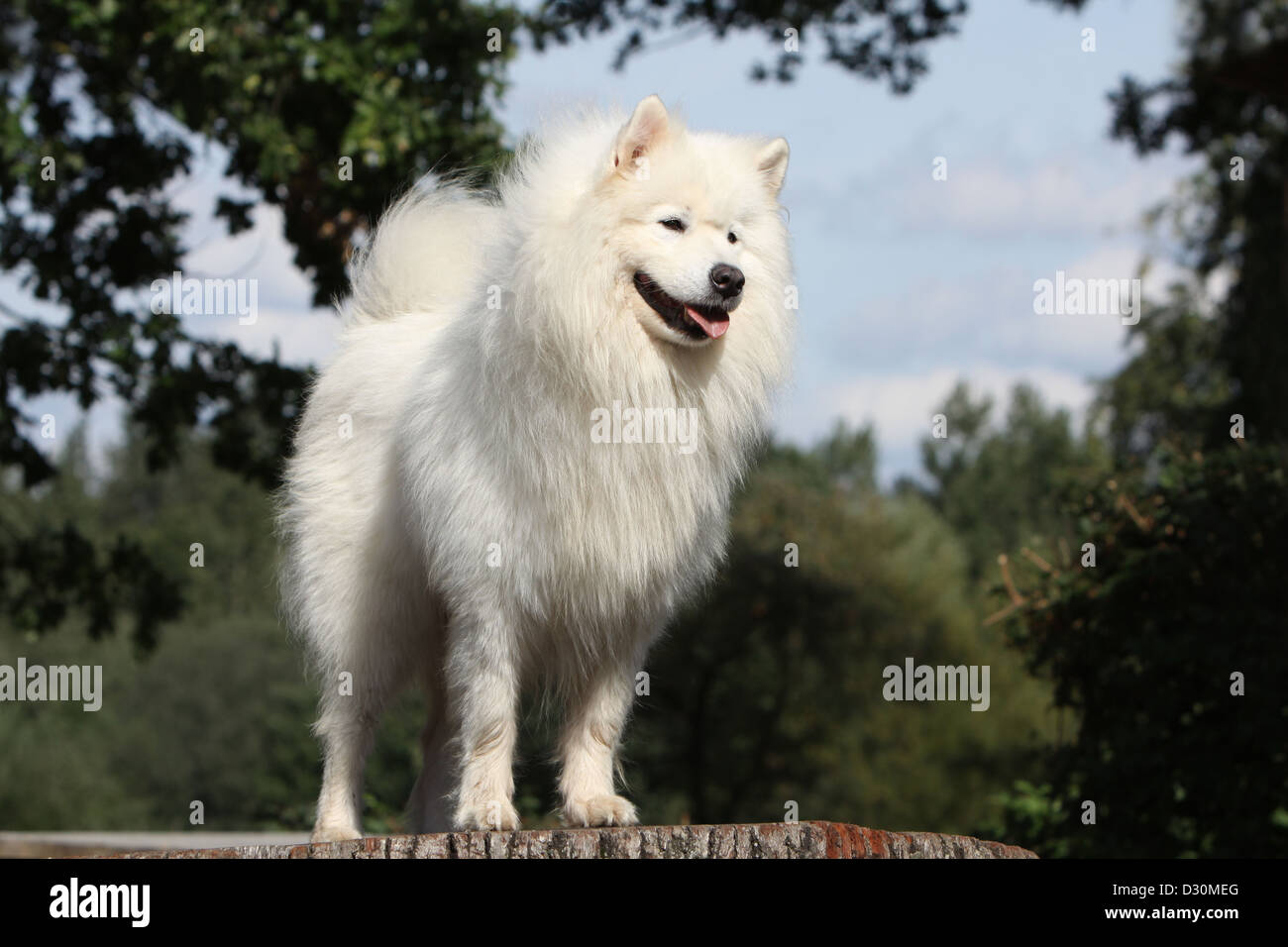 Dog Samoyed / Samojede adult standing on a wood Stock Photo - Alamy