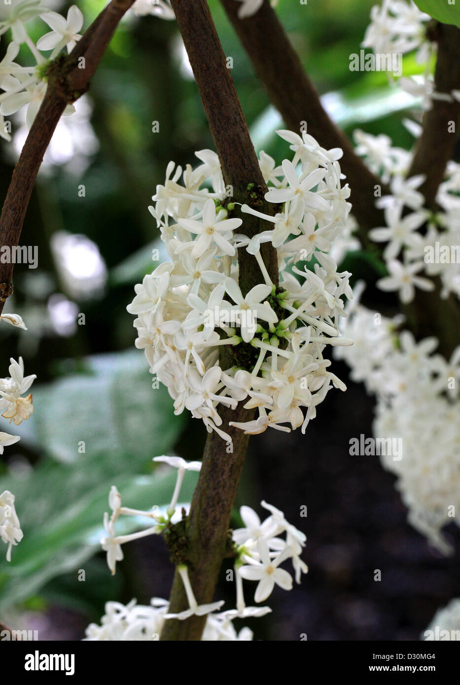 Pleiocarpa mutica, Apocynaceae. Tropical West Africa. Rare tree from ...