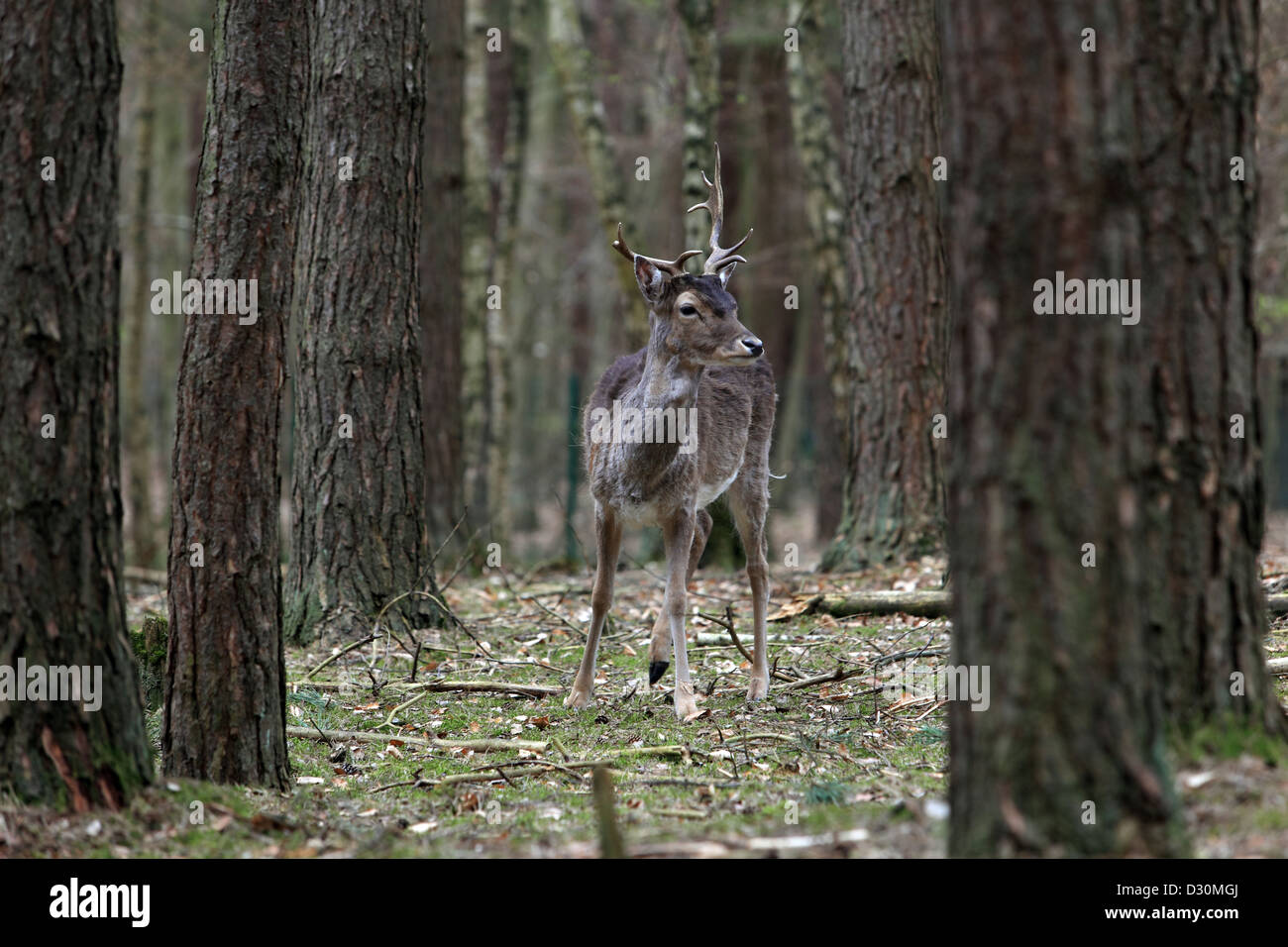 Single roebuck hi-res stock photography and images - Alamy