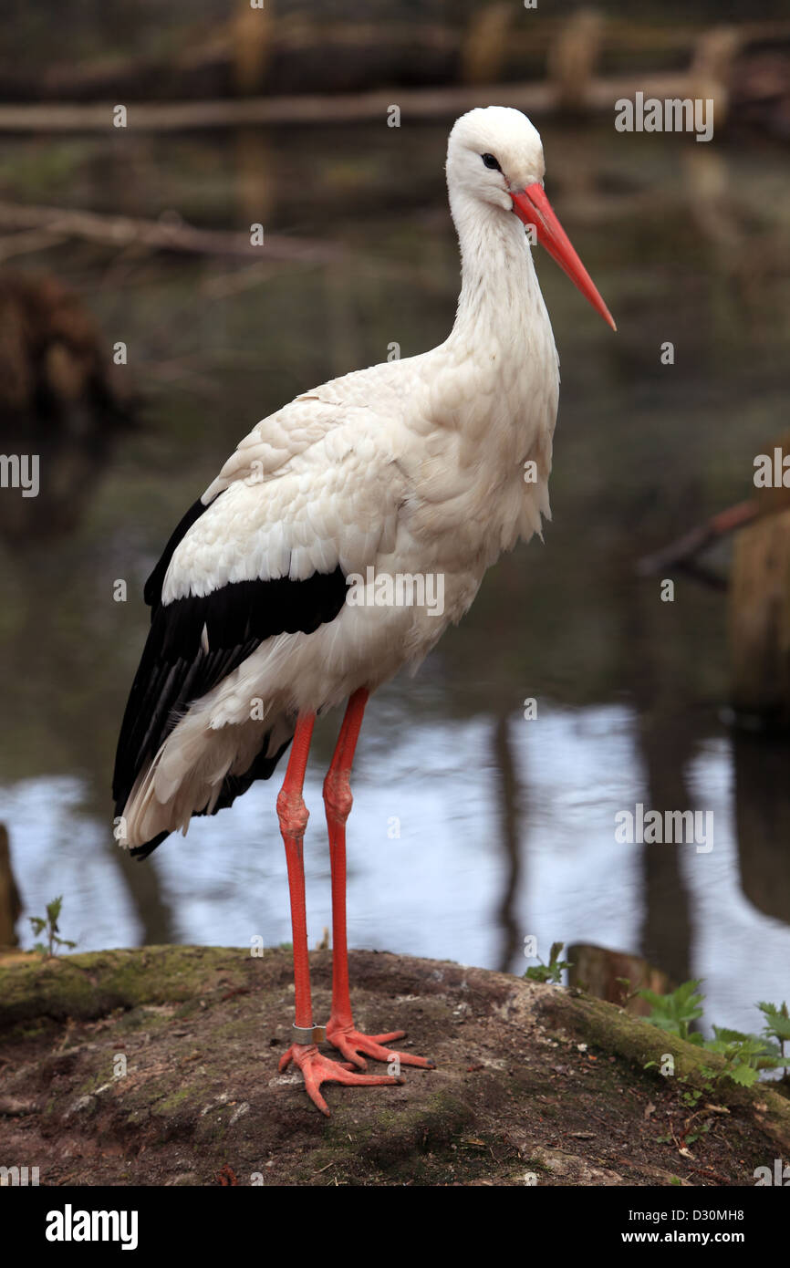 White stork ciconia ciconia ringed hi-res stock photography and images ...