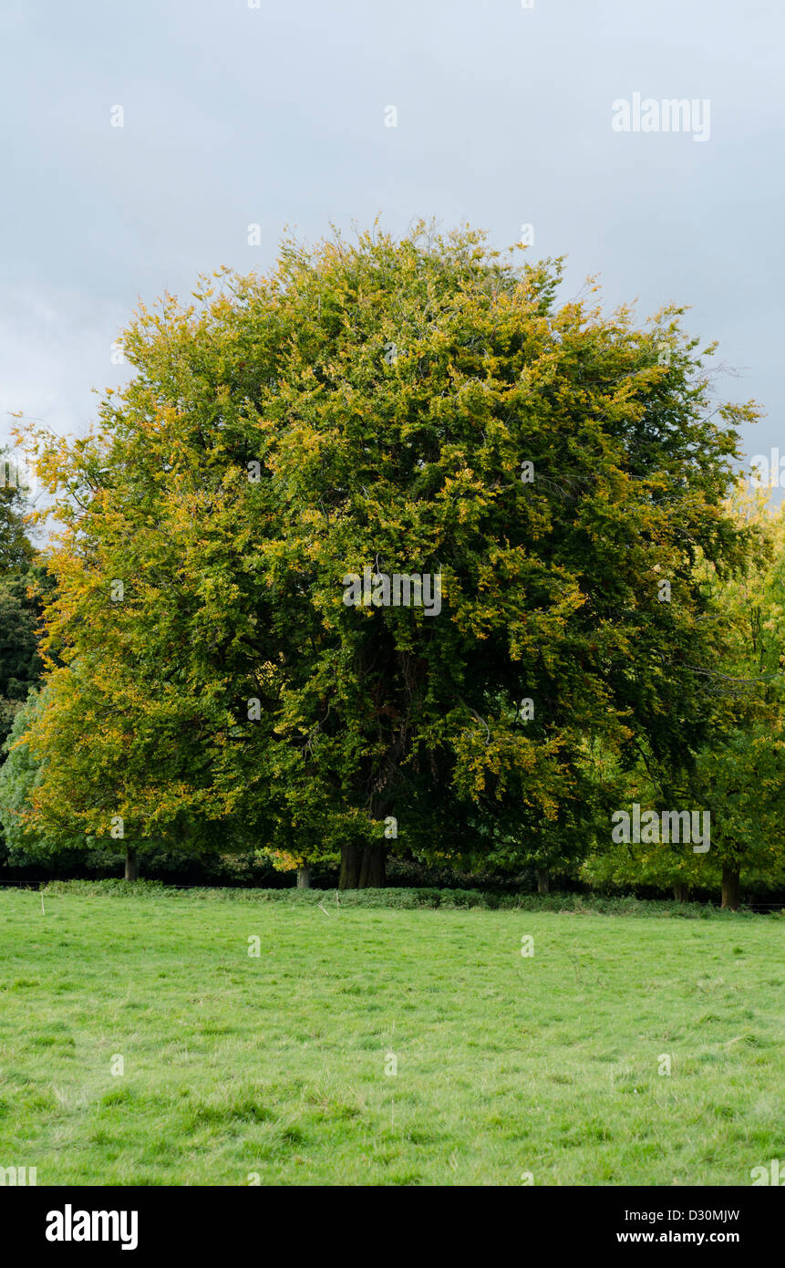 Full of life hi-res stock photography and images - Alamy