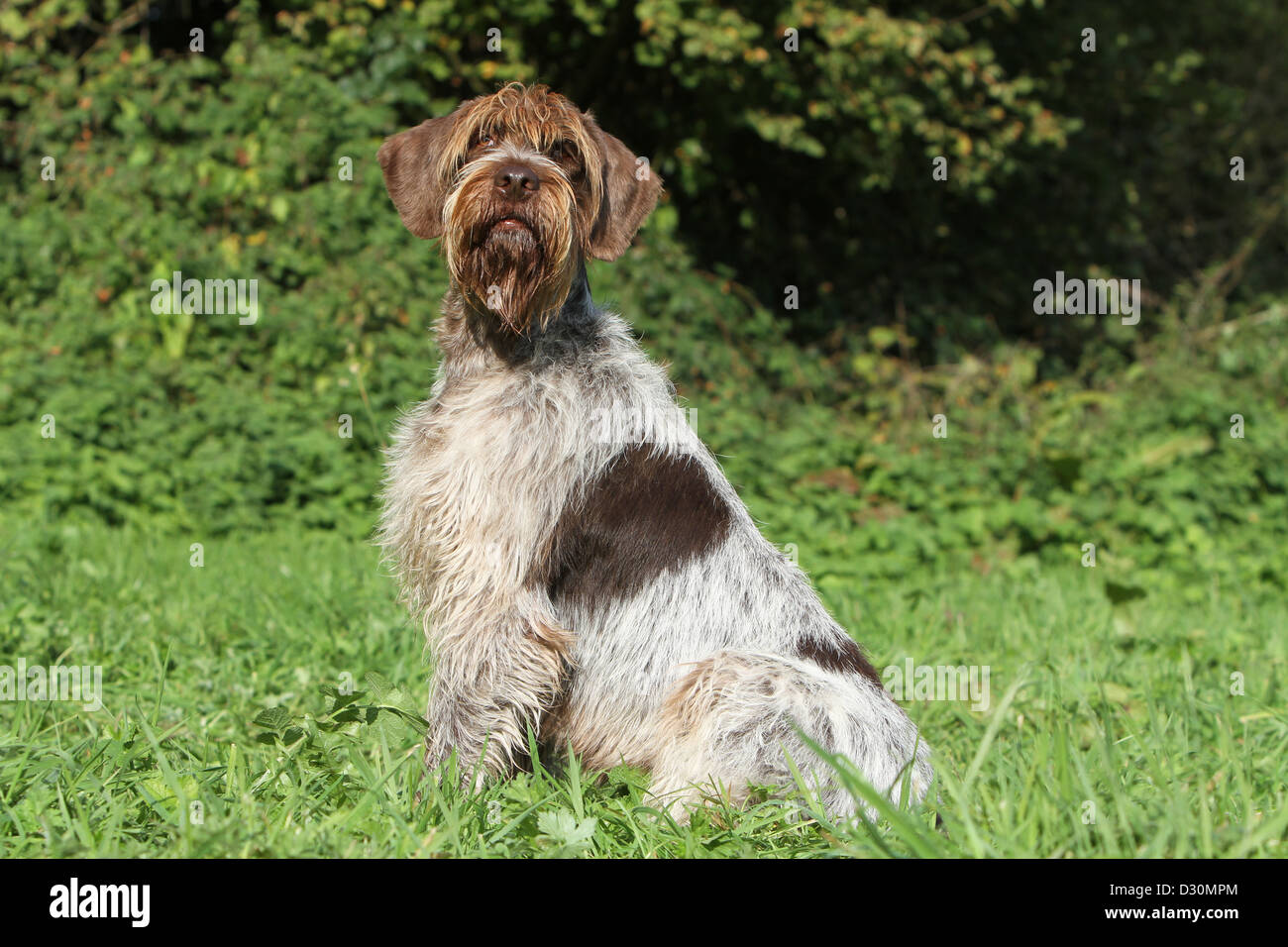 Wirehaired Pointing Griffon Training