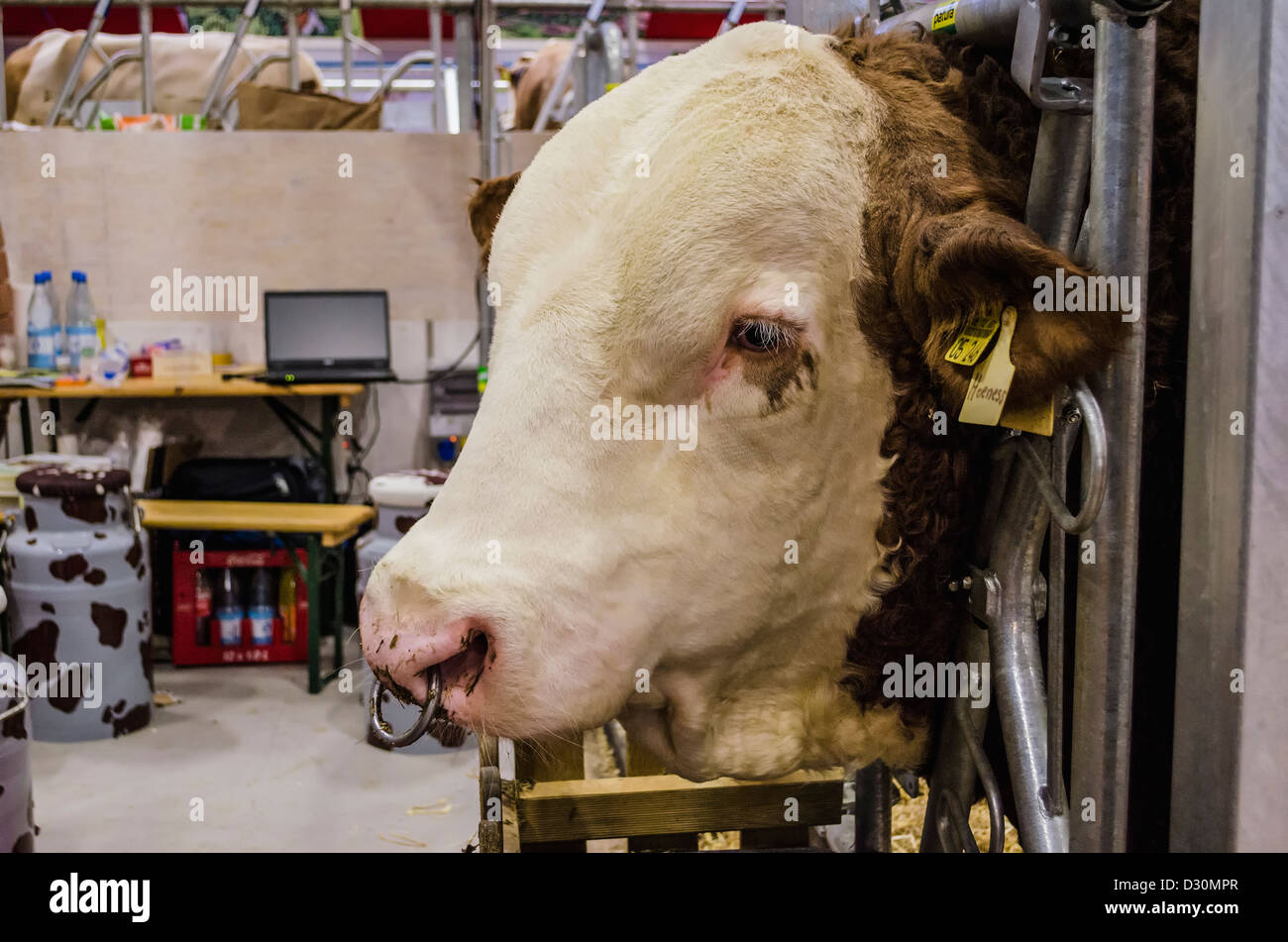 Head of massive bull at "Green Week" in Berlin, Germany Stock Photo - Alamy