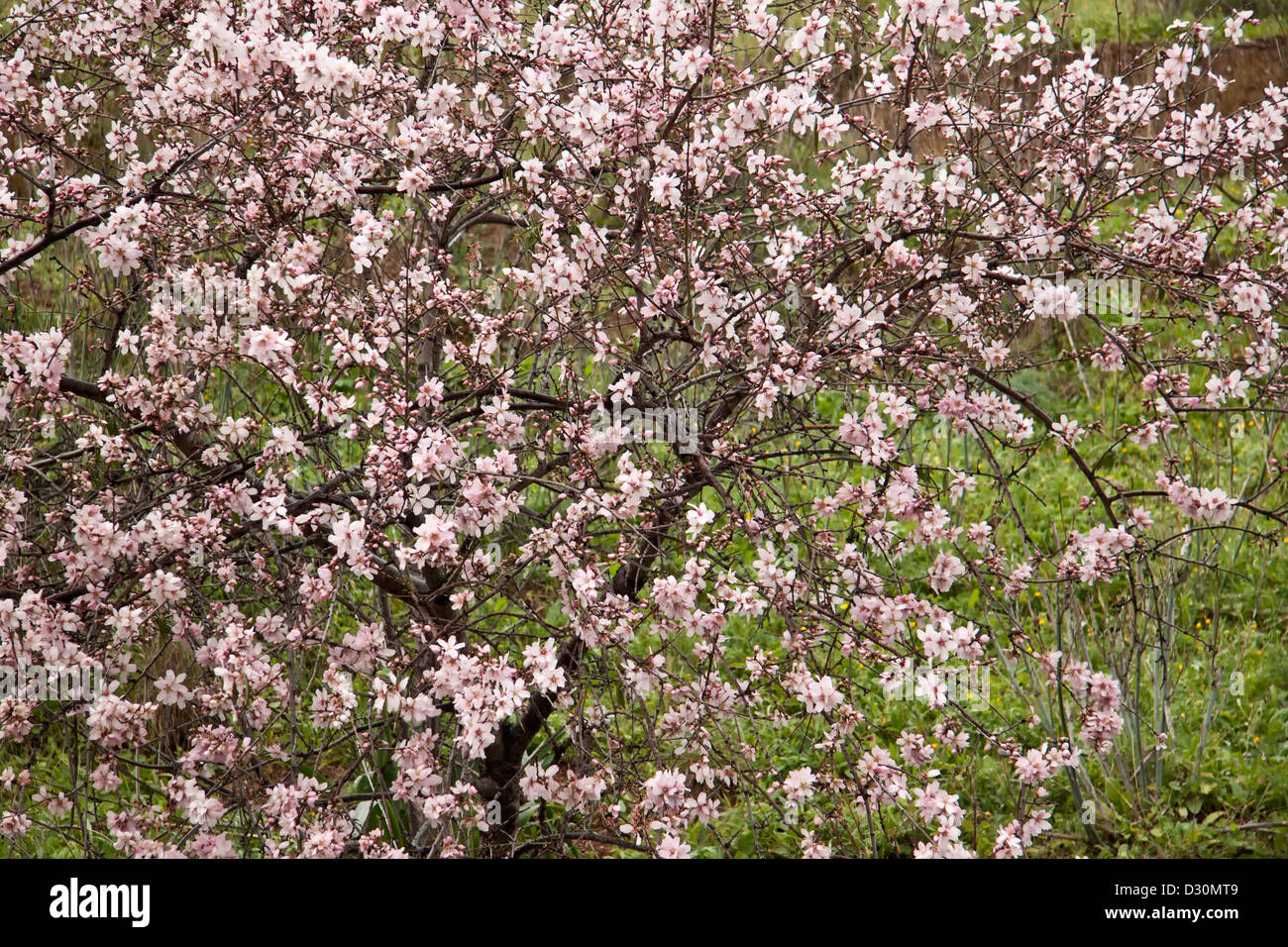 Almon tree hi-res stock photography and images - Alamy