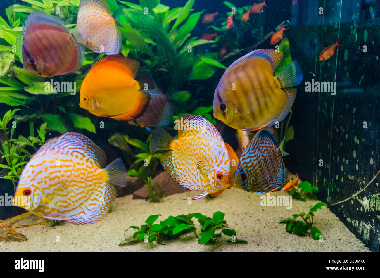 Colorful Pet Fish