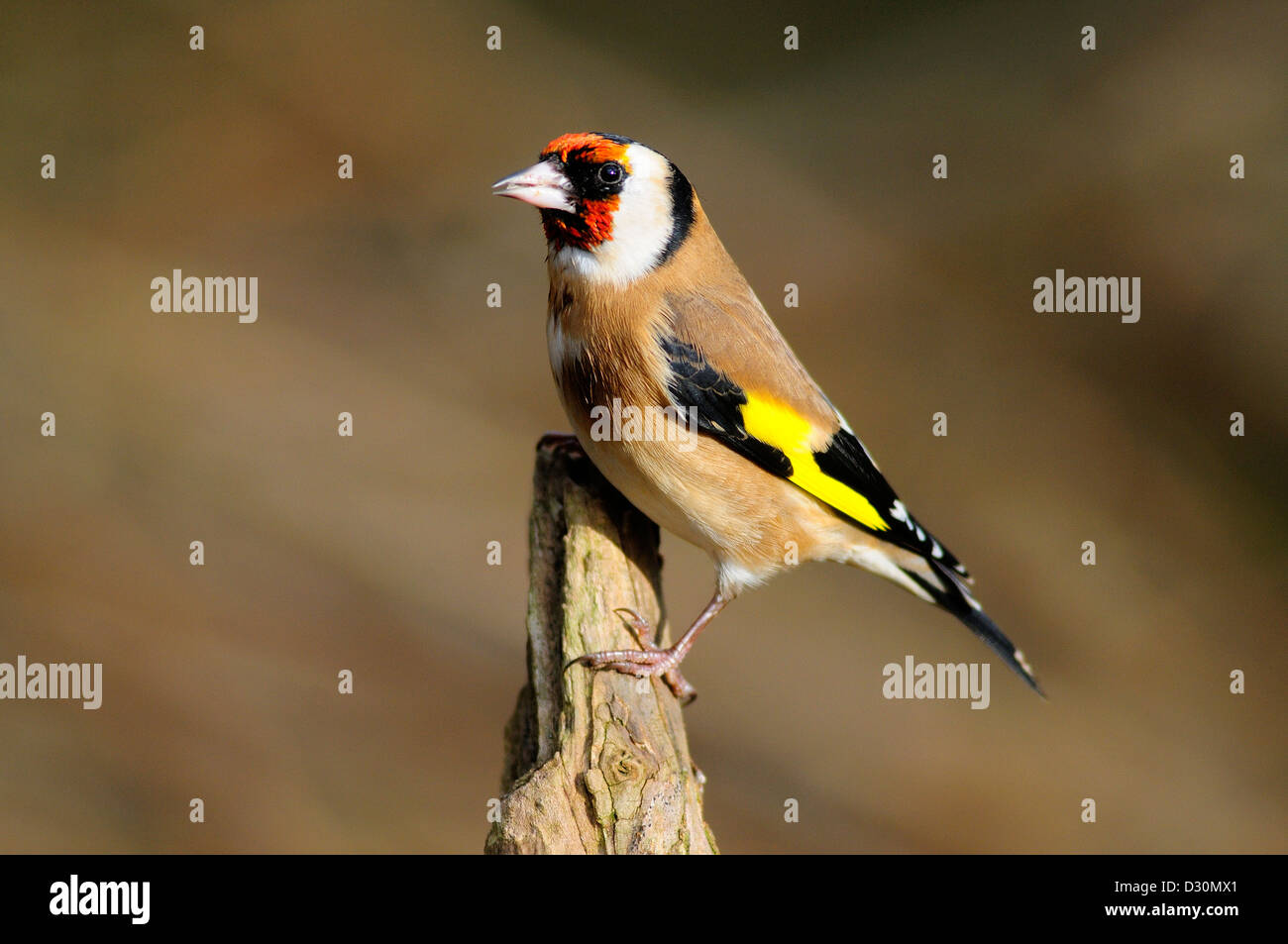 Goldfinch on a perch Stock Photo - Alamy