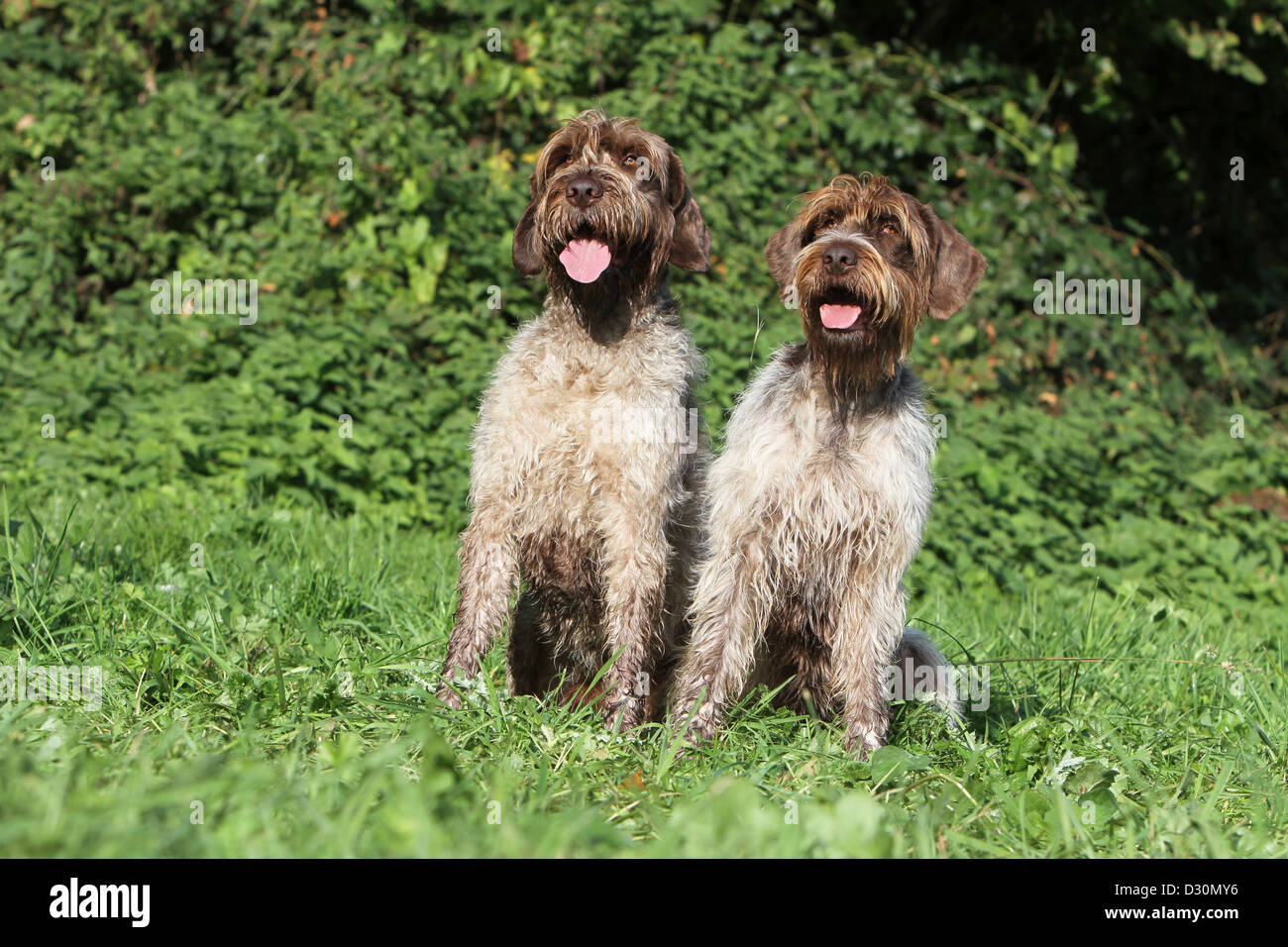 Dog Wirehaired Pointing Griffon / Korthals Griffon two adults sitting ...