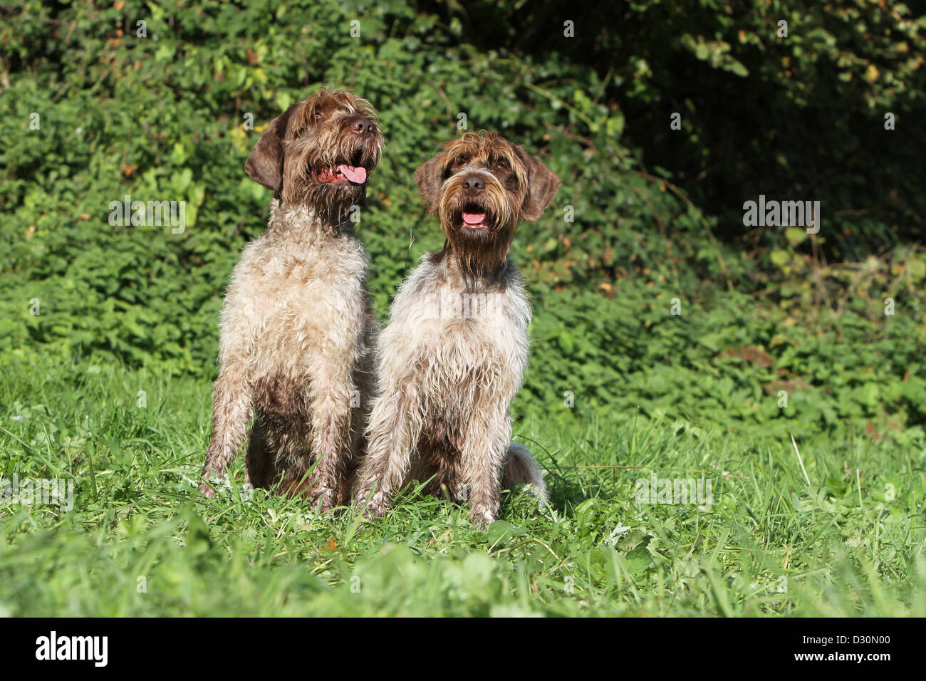 Dog Wirehaired Pointing Griffon / Korthals Griffon two adults sitting ...