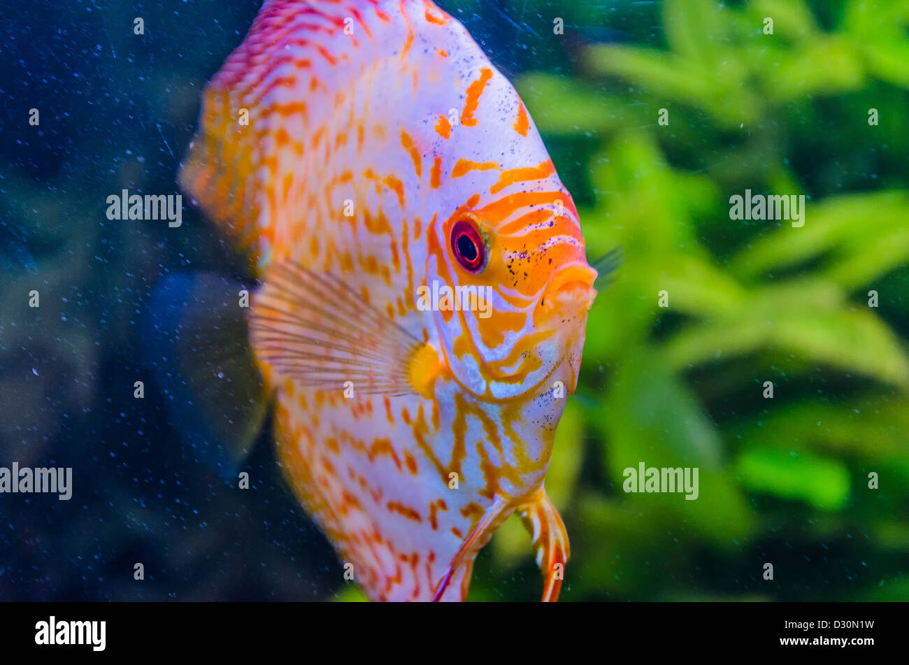 Aquarium with colorful pet fish at "Green Week" in Berlin, Germany ...