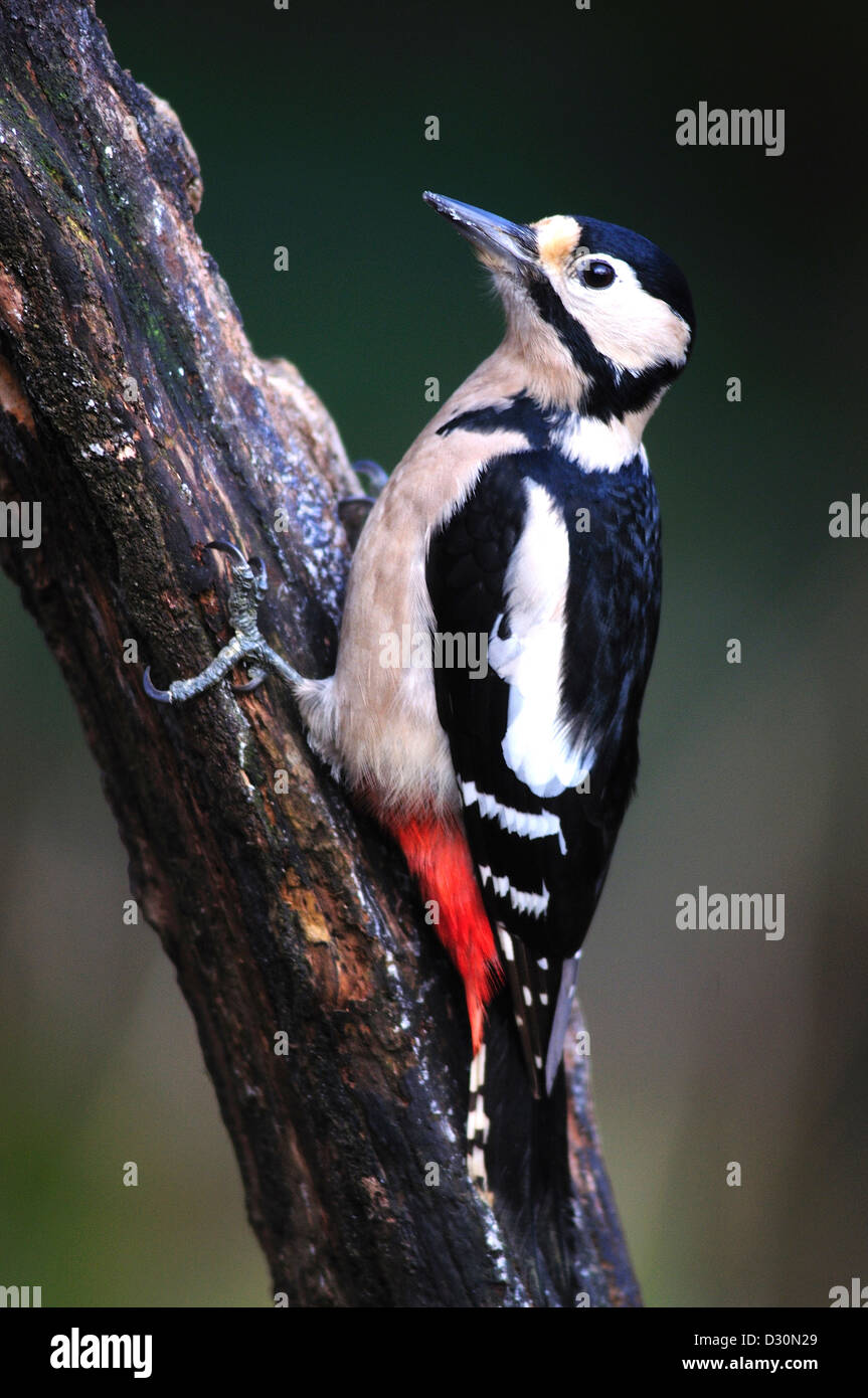 Woodpecker bird portrait hi-res stock photography and images - Alamy