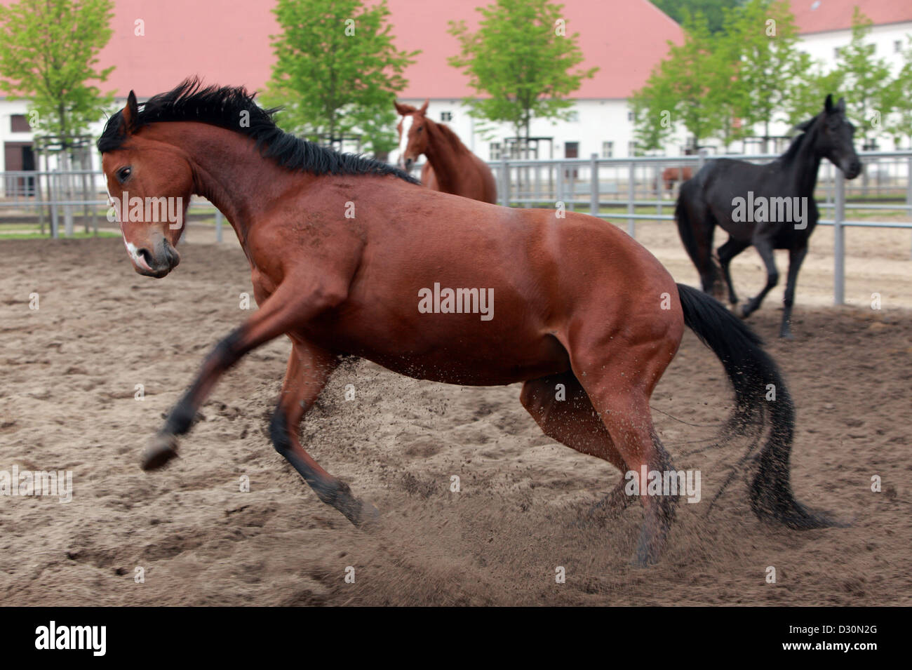 Animal rampage hi-res stock photography and images - Alamy