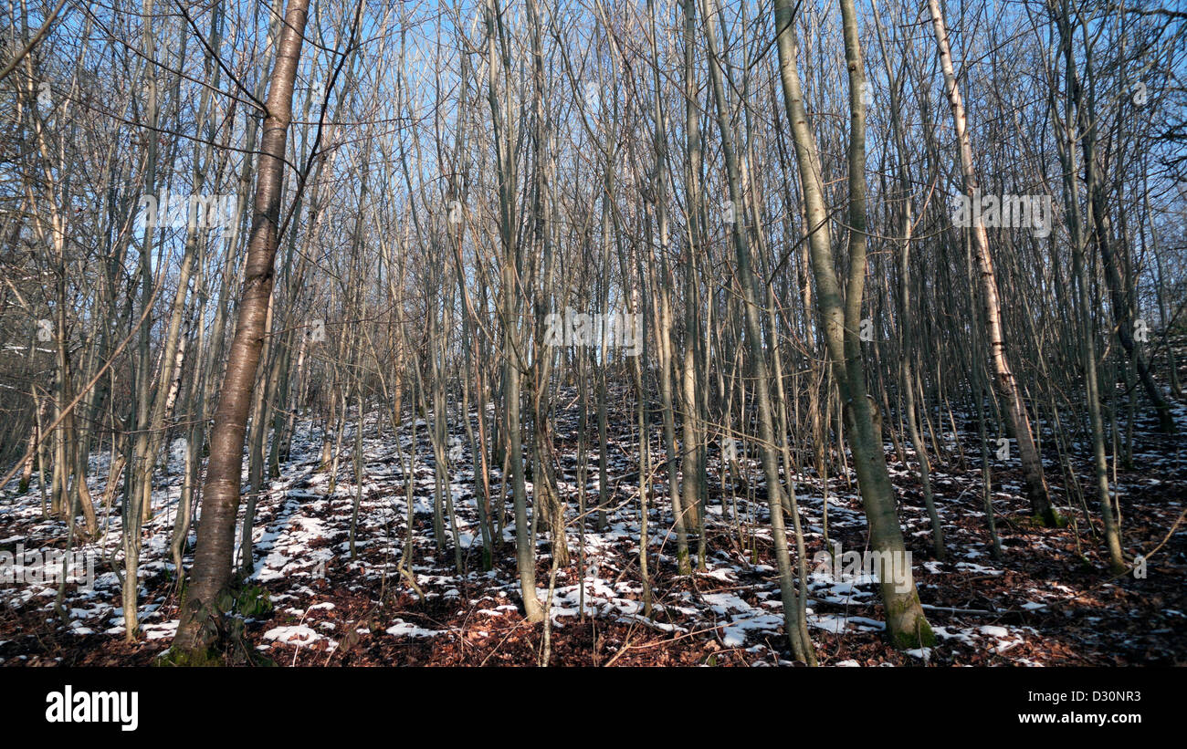 Ash Sapling High Resolution Stock Photography and Images - Alamy