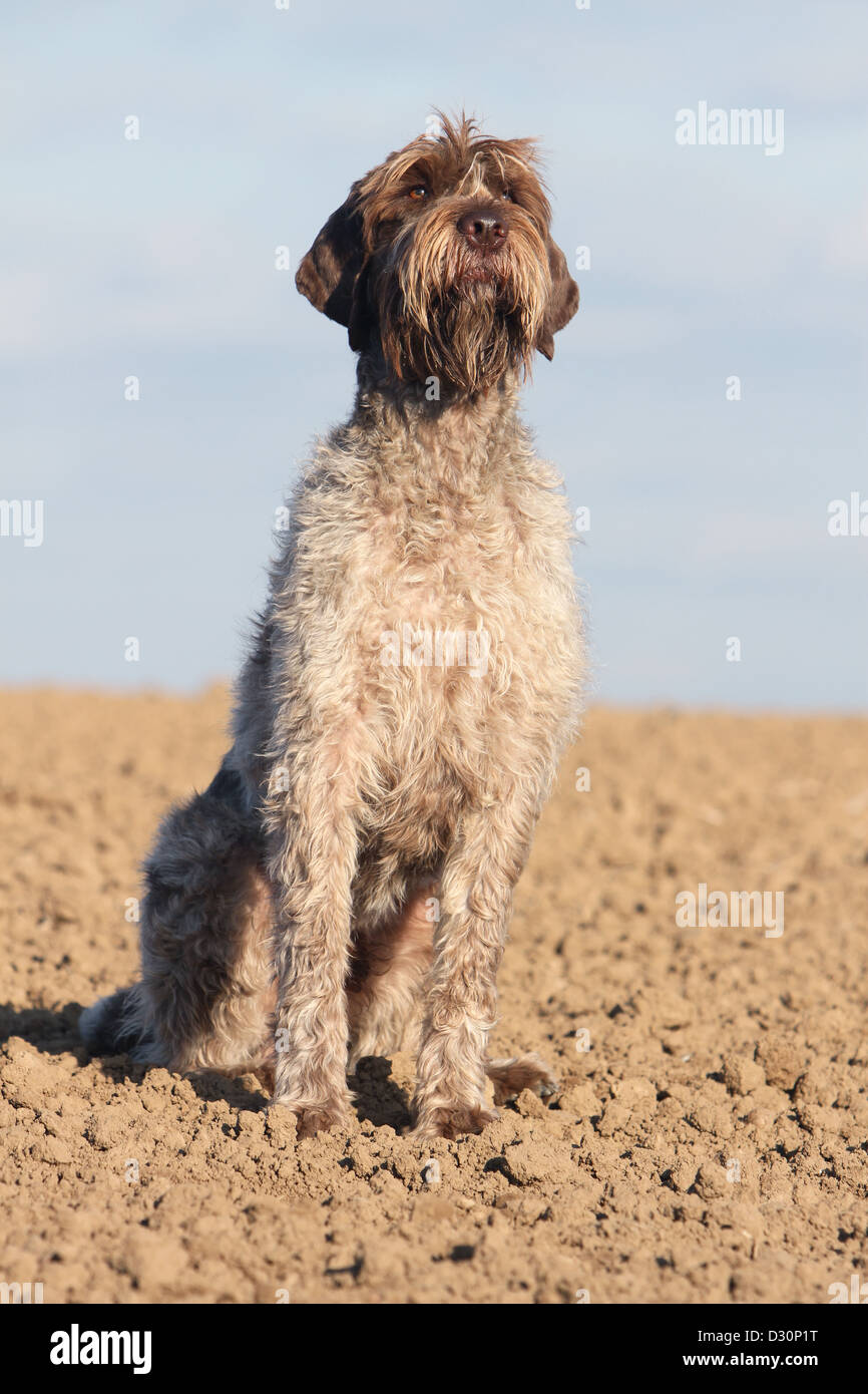 Dog Wirehaired Pointing Griffon / Korthals Griffon adult sitting in a ...
