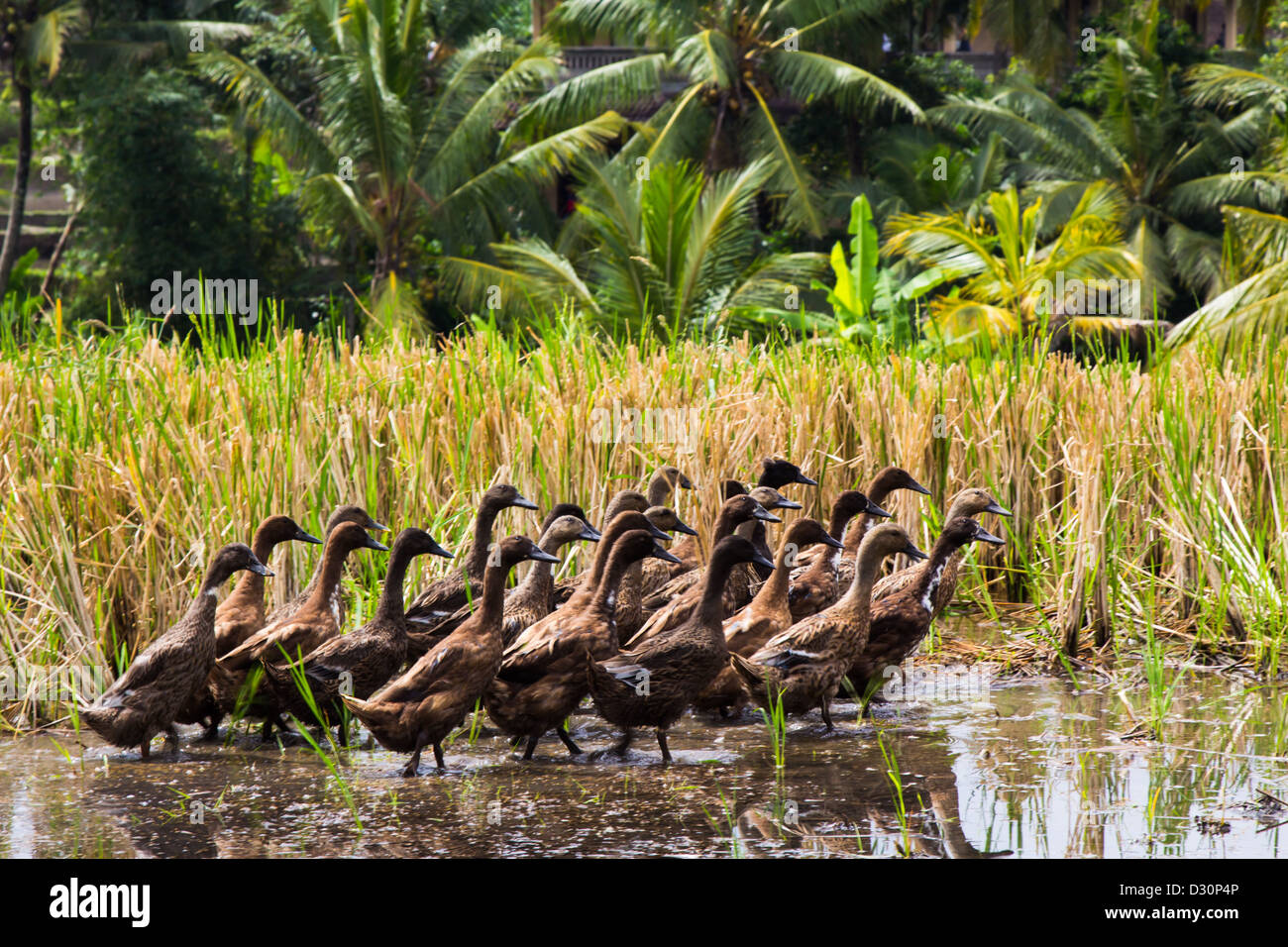 Ducks in rice paddy Stock Photo - Alamy