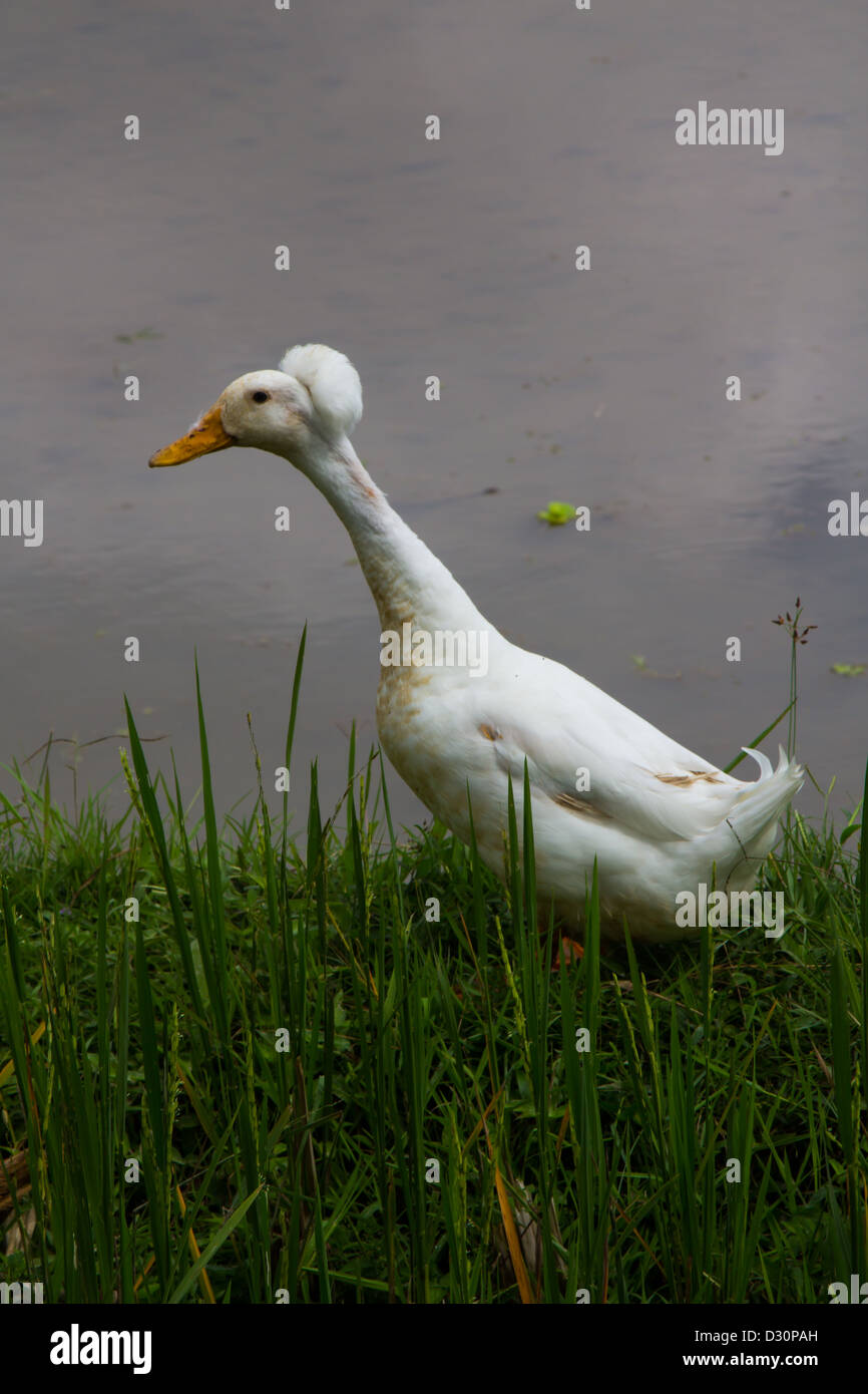 White duck, Ubud, Bali Stock Photo - Alamy