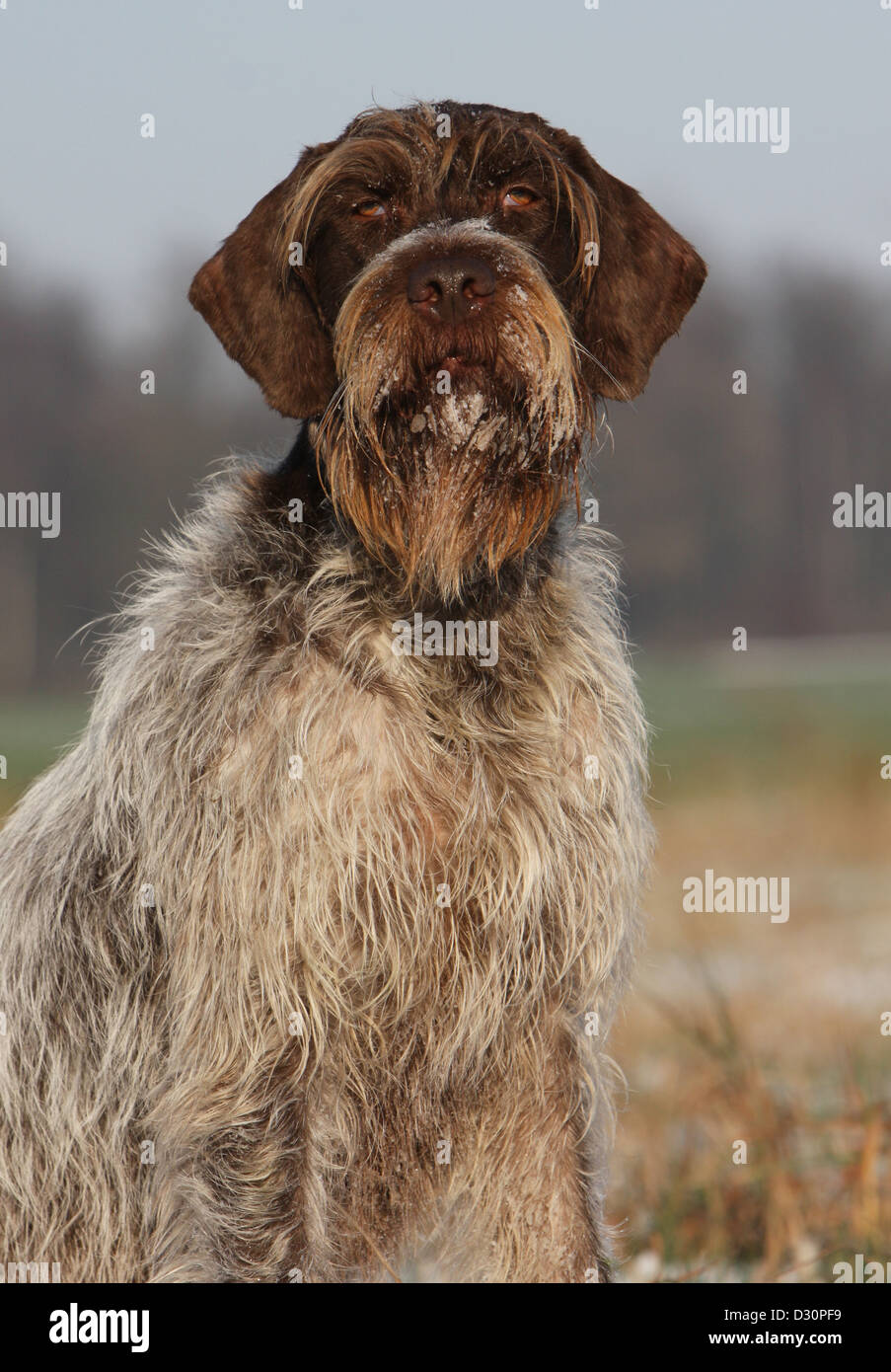 Dog Wirehaired Pointing Griffon / Korthals Griffon adult portrait Stock ...