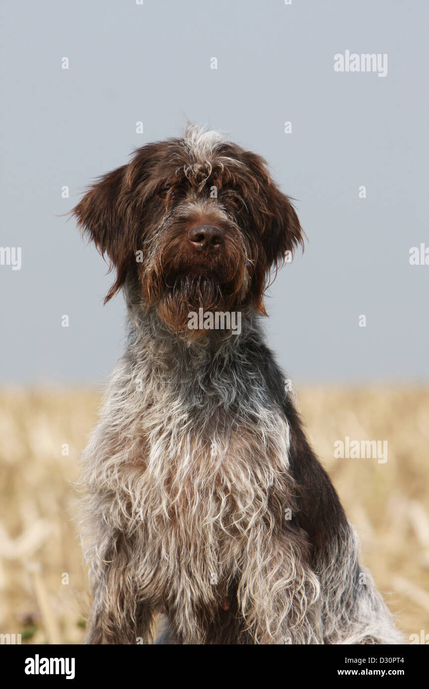 Dog Wirehaired Pointing Griffon / Korthals Griffon adult portrait Stock ...