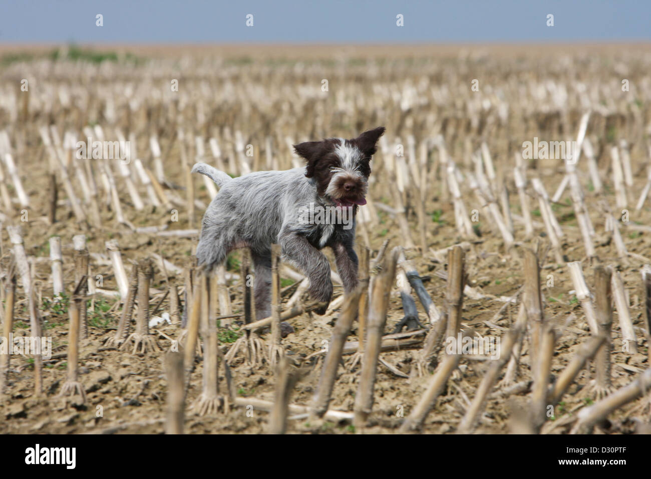 Dog Wirehaired Pointing Griffon / Korthals Griffon puppy running in a ...