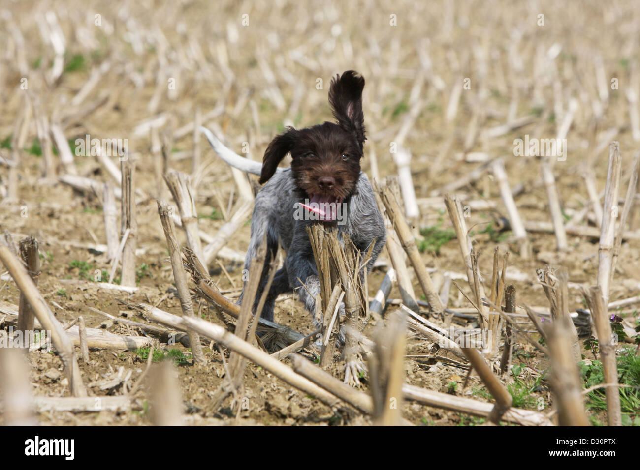 Dog Wirehaired Pointing Griffon / Korthals Griffon puppy running in a ...