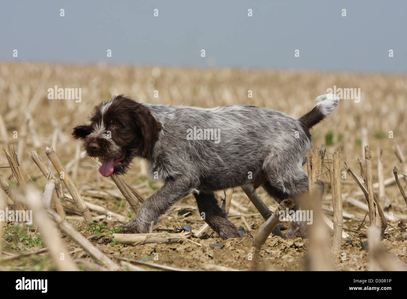 Dog Wirehaired Pointing Griffon / Korthals Griffon puppy running in a ...