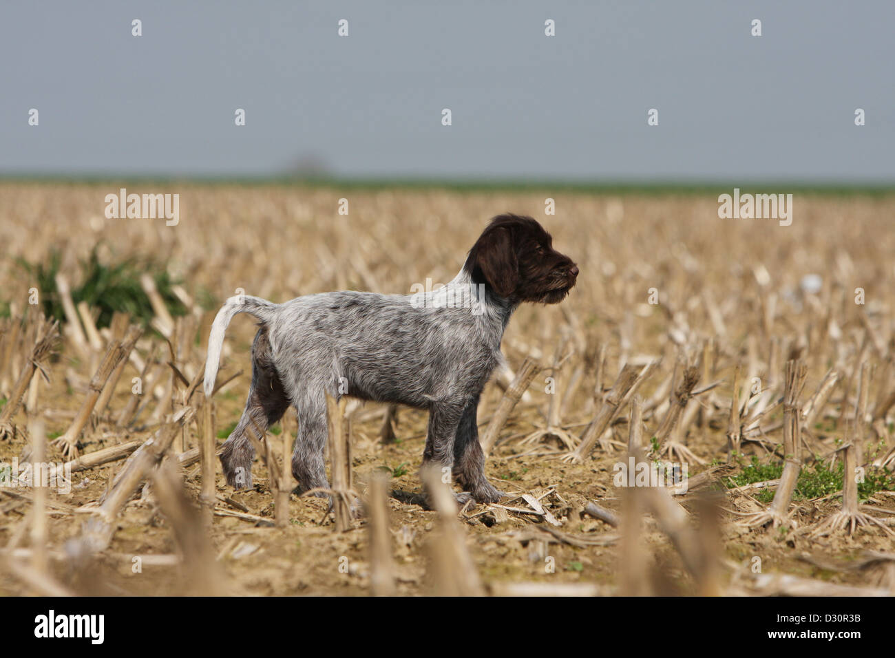 Dog Wirehaired Pointing Griffon / Korthals Griffon puppy standing in a ...