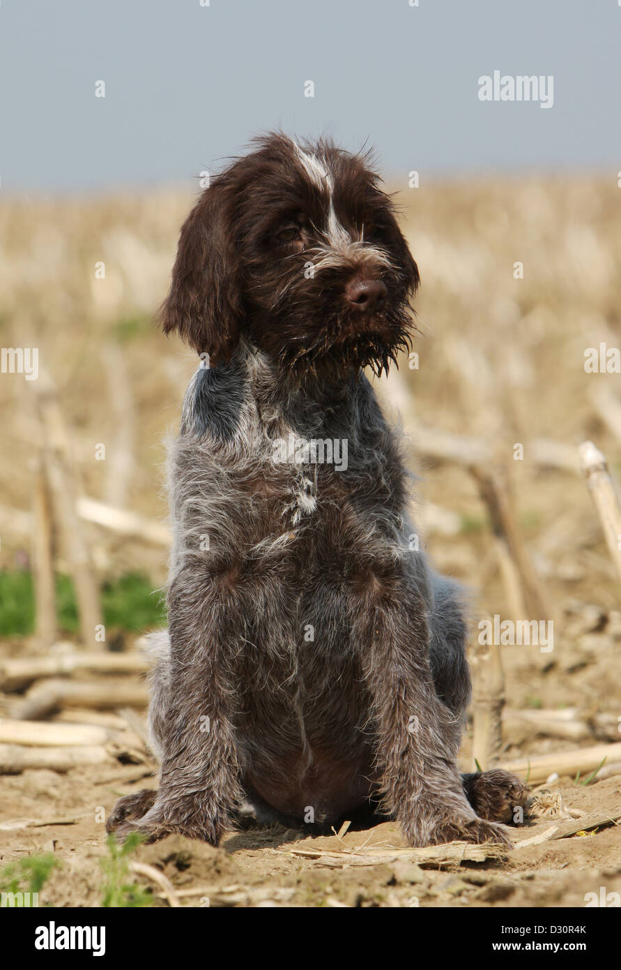Dog Wirehaired Pointing Griffon / Korthals Griffon puppy sitting in a ...
