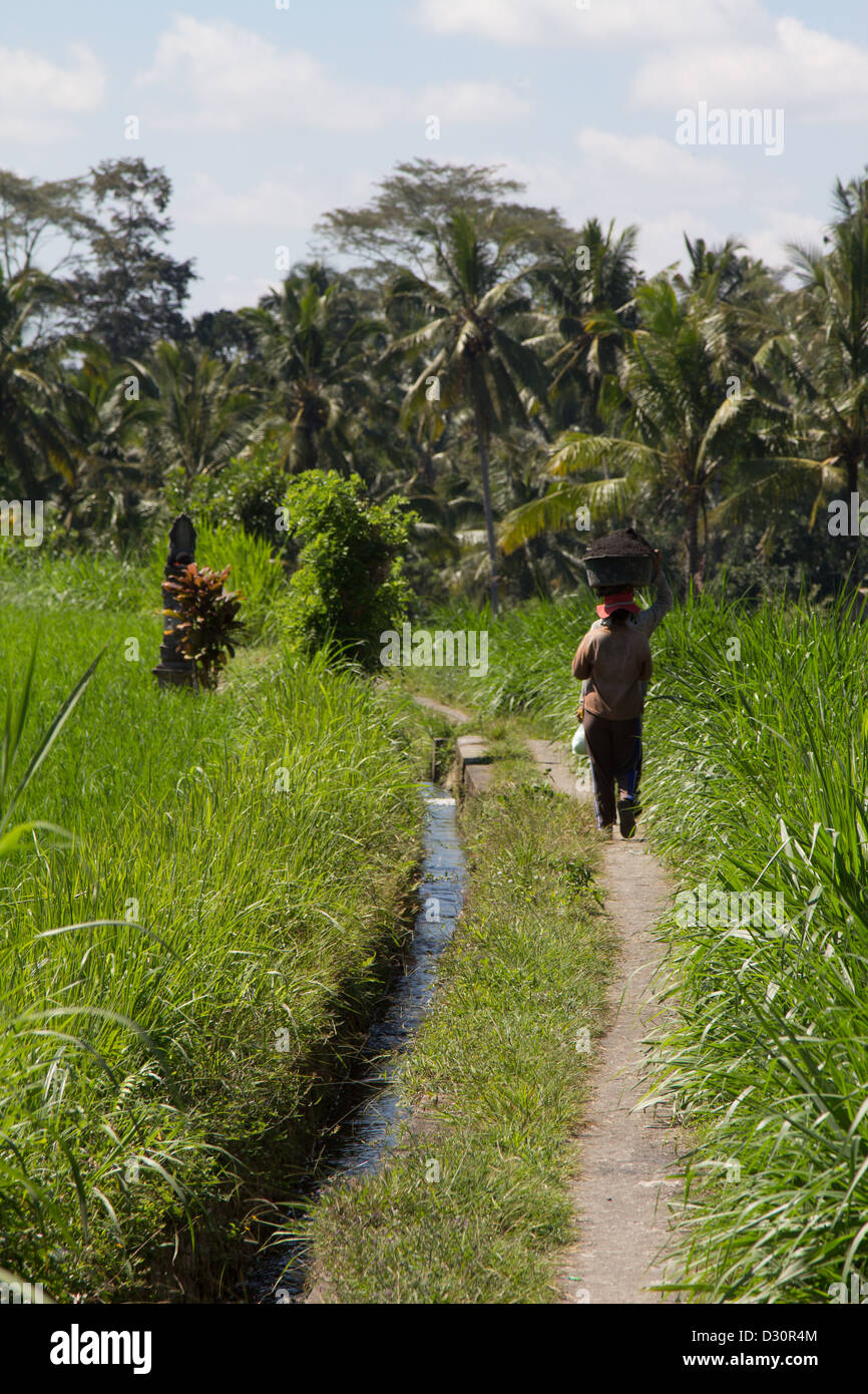 Rice paddy, Indonesia Stock Photo - Alamy